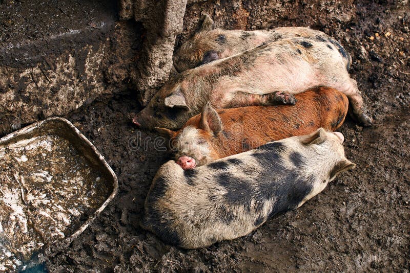 Cute Dirty Piglets on the Farm Stock Photo - Image of natural, food ...