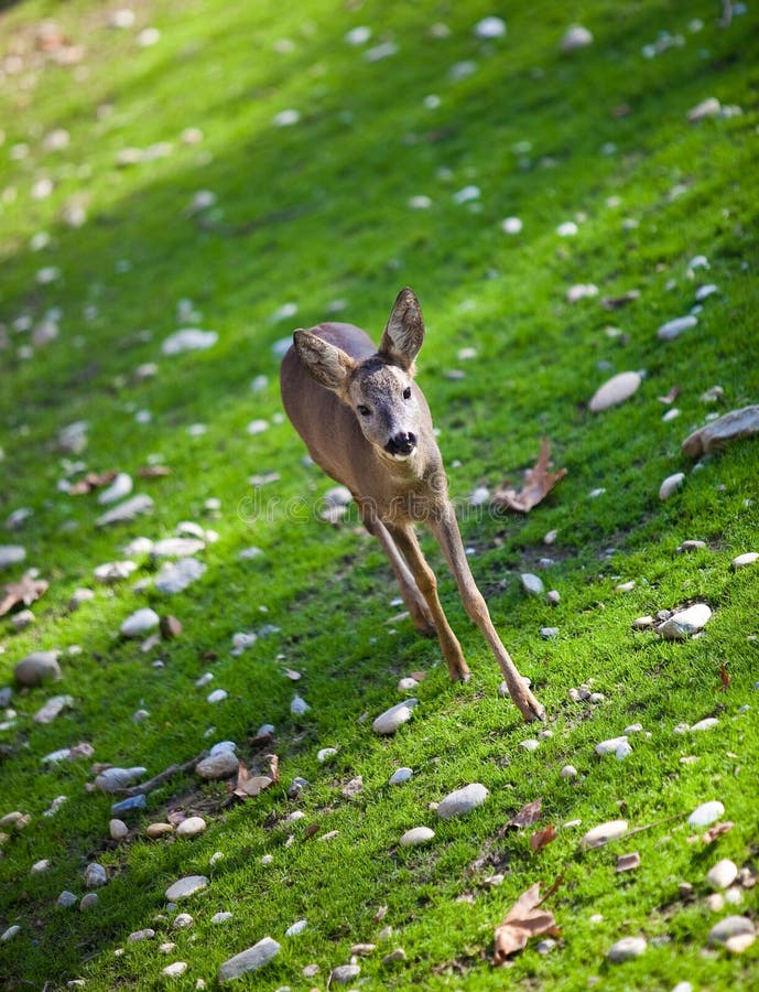 Cute doe in captivity stock photo. Image of stag, environment - 12446244