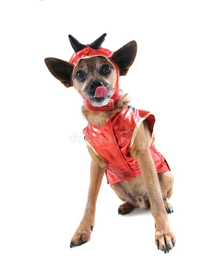 Cute dog stock image. Image of devil, costume, breed - 12145675
