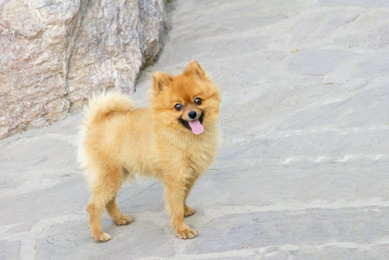 Cute dog stock image. Image of canine, pooch, cute, friends - 25264597