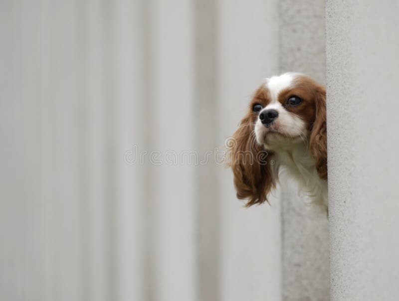 Cute dog stock image. Image of look, dogs, cute, cavalier - 4893865
