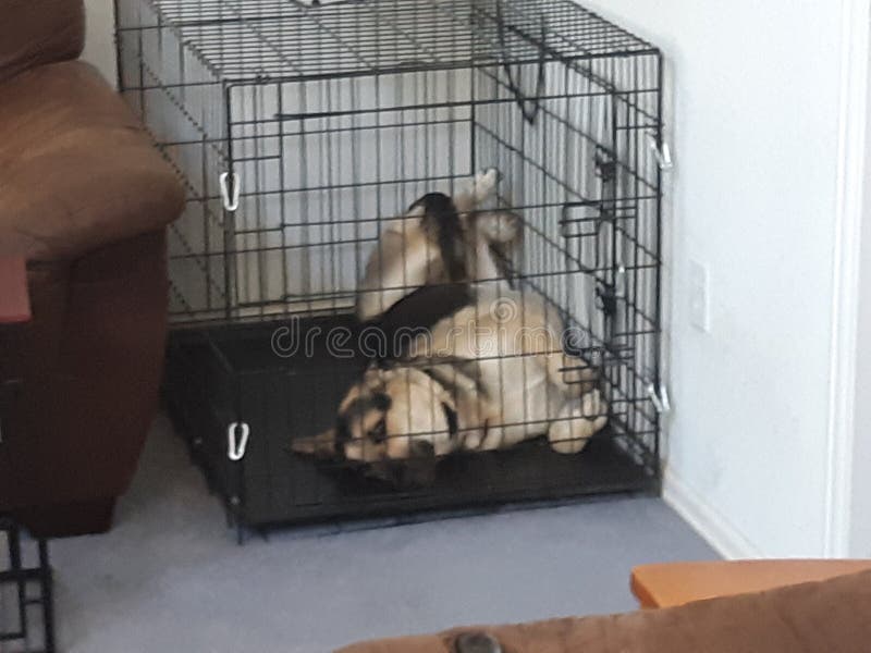 Cute dog on back sleeping stock image. Image of sleeping - 151731595