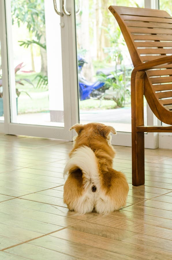 571 Dog Backside Stock Photos - Free & Royalty-Free Stock Photos from ...