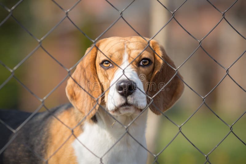 Cute dog behind fence stock image. Image of funny, entrance - 37649465