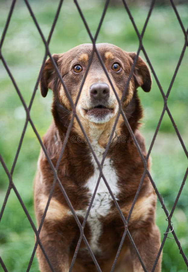 Cute dog behind the fence stock image. Image of guarding - 145782995
