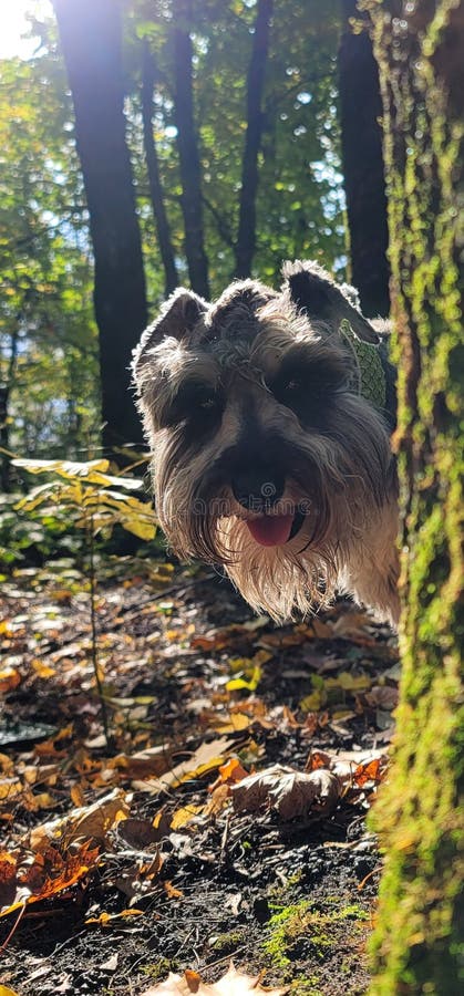 Cute dog behind a tree stock image. Image of cute, beautiful - 259199493