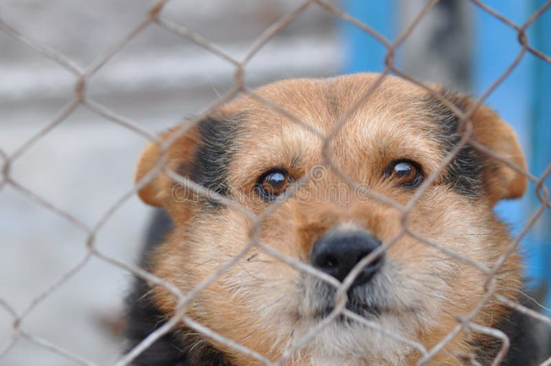 Dog behind fence stock image. Image of look, pale, prison - 3653545