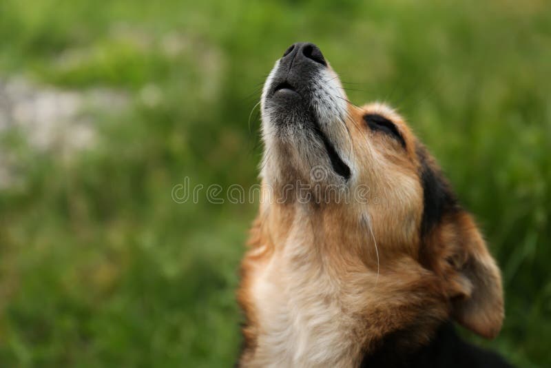 Cute Dog on Blurred Background, Closeup. Space for Text Stock Image ...