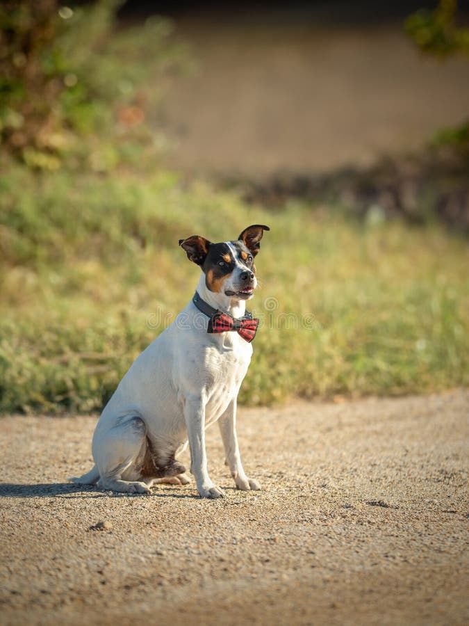Cute Dog with a Bow Around His Neck. Stock Image - Image of elegance ...