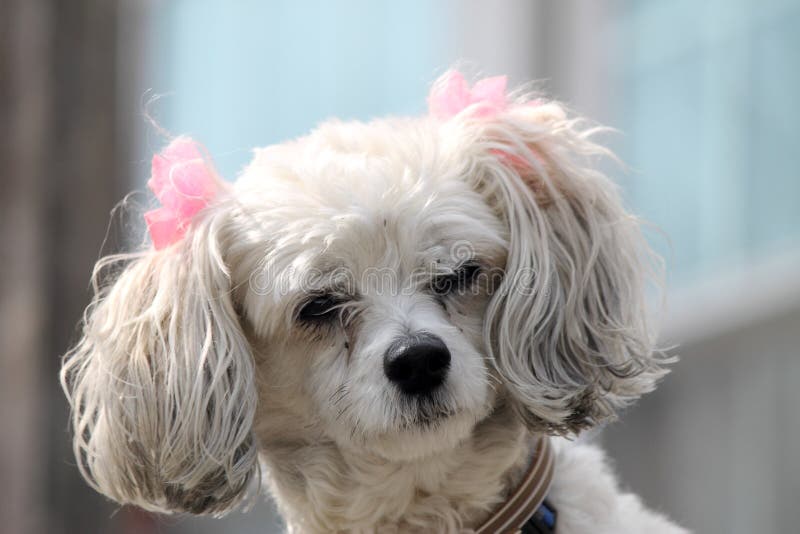 Cute dog with bows. stock photo. Image of outdoors, white - 38708460
