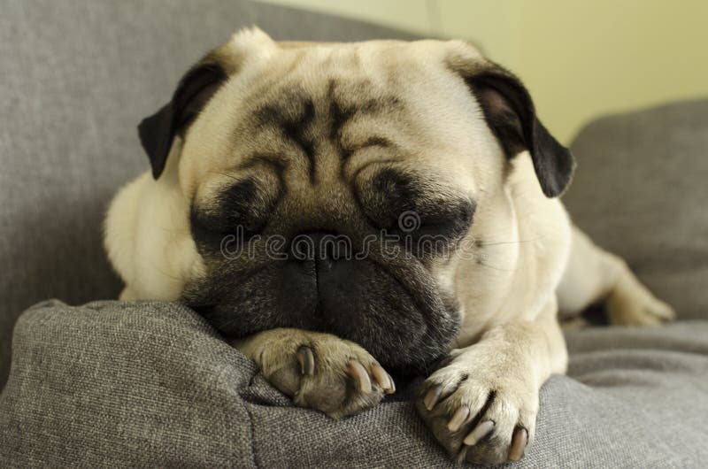 Cute Dog Breed Pug Sleeping on the Sofa Stock Photo - Image of small ...