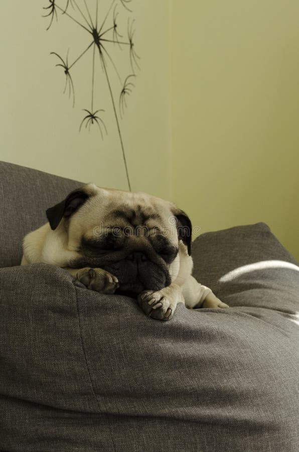 Cute Dog Breed Pug Sleeping on the Sofa Stock Image - Image of animal ...