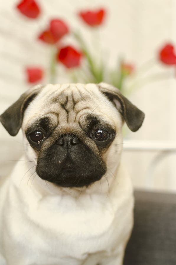 Cute Funny Small Dog Breed Pug Sleeping on Sofa with a Toy Stock Photo ...