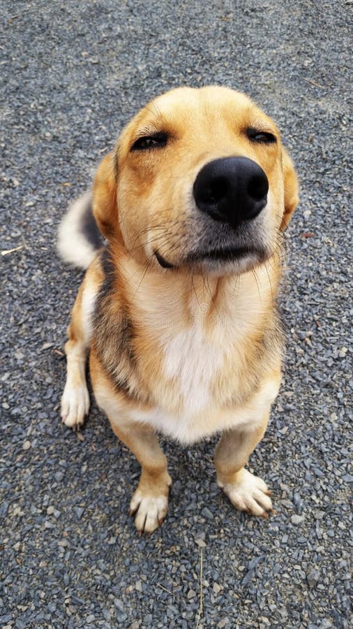Cute Dog of Brown and Black Color without Pedigree. Mongrel Stock Image ...