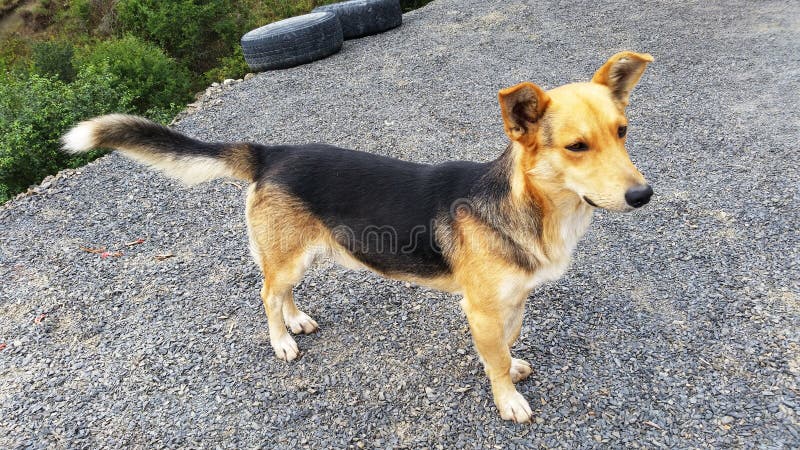 Cute Dog of Brown and Black Color without Pedigree. Mongrel Stock Image ...