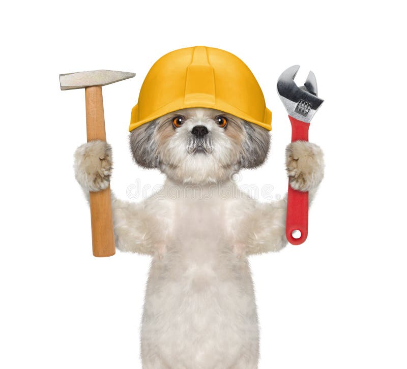 Cute Dog Builder Holding Tools Its Paws Stock Photos - Free & Royalty ...