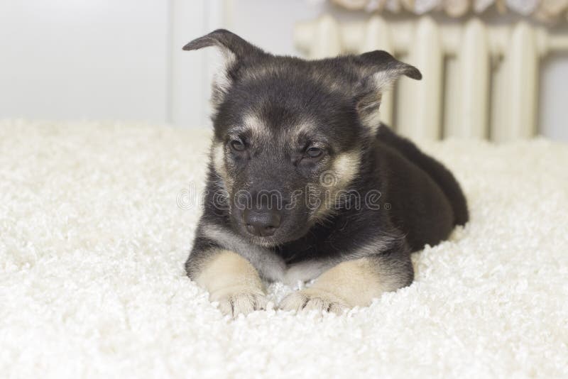 Cute dog stock image. Image of indoors, domestic, dogs - 64314925