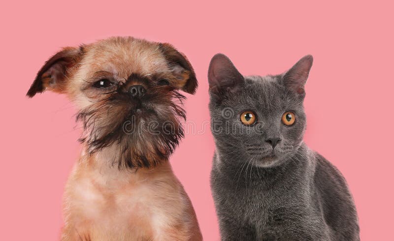 Cute Dog and Cat on Pink Background. Lovely Pets Stock Image - Image of ...