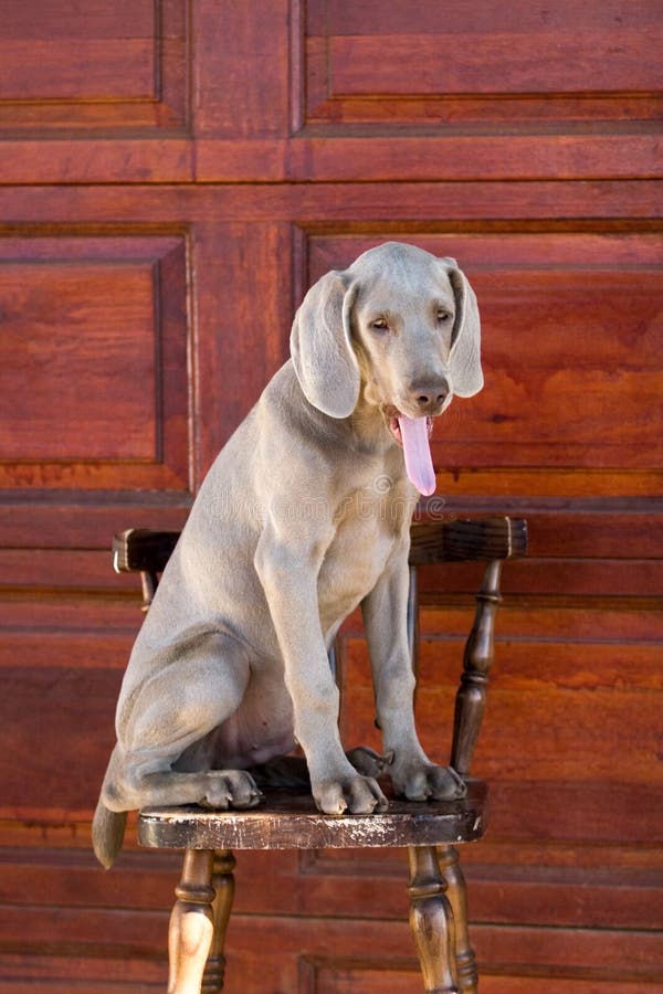 Cute dog on chair stock photo. Image of seated, wooden - 975742
