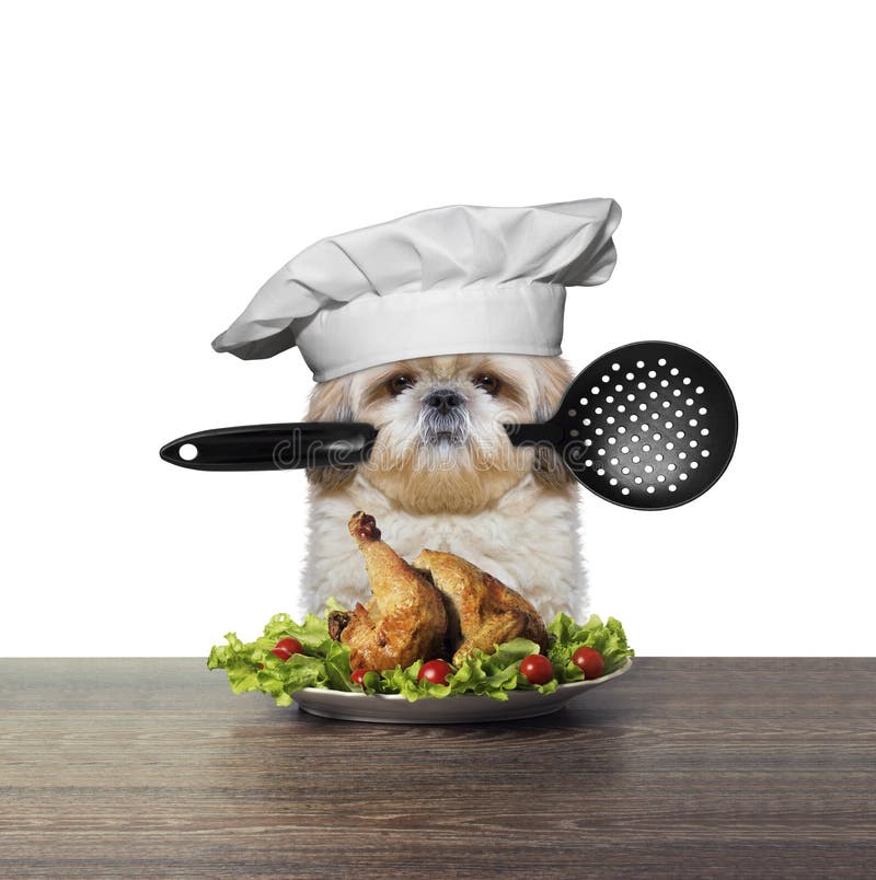 Cute Dog Chef is Preparing Chicken Stock Photo - Image of obedience ...