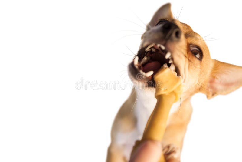 5,175 Chewing Dog Photos - Free & Royalty-Free Stock Photos from Dreamstime