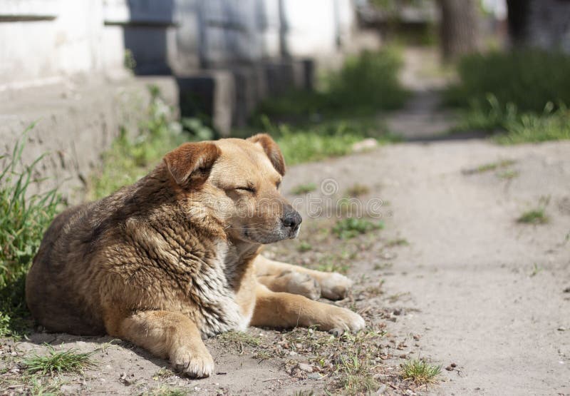 Cute Dog is Chilling Under the Sun in the Green Grass Stock Photo ...