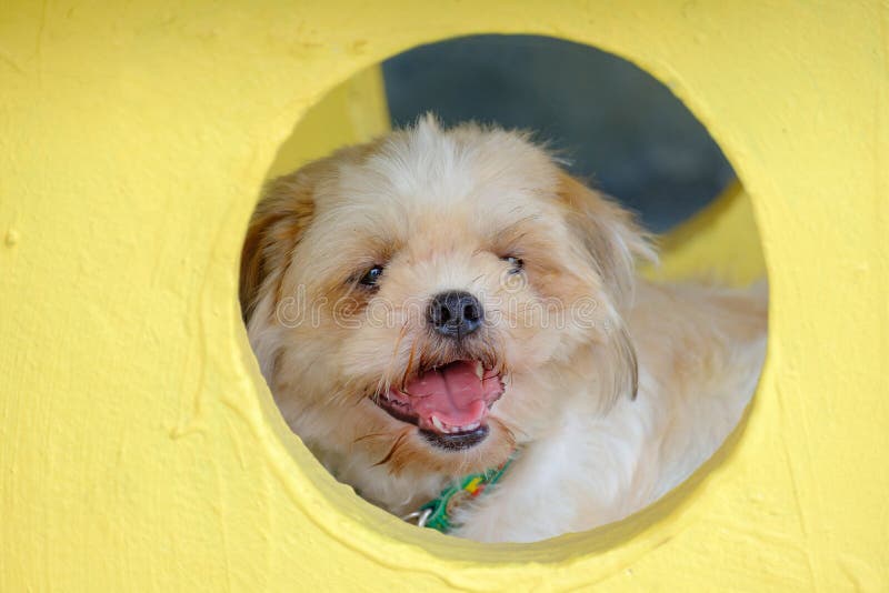 The dog in circle. stock photo. Image of wall, retriever - 101113826