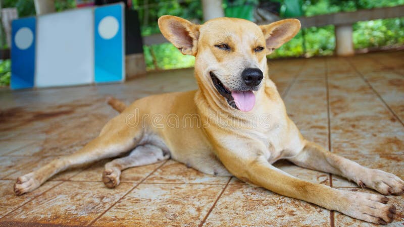 Cute Dog in the Concept of Relax Stock Photo - Image of rest, concept ...