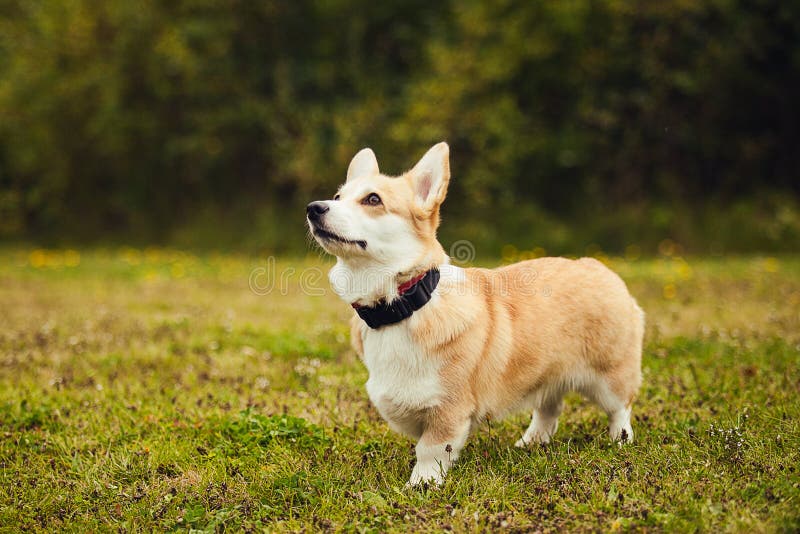 Cute Dog Corgi Running in the Parc Stock Image - Image of forest, grass ...