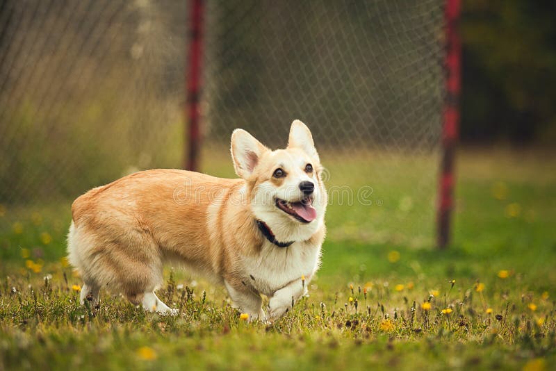 Cute Dog Corgi Running In The Parc Stock Image - Image of forest, grass ...