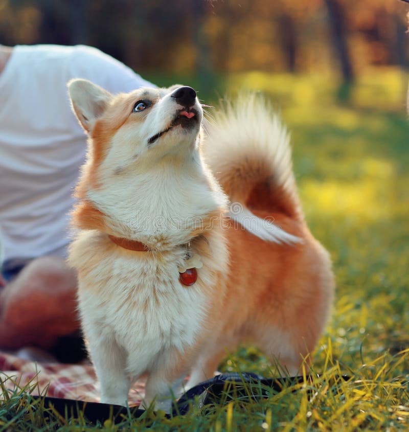 Cute dog Corgi stock image. Image of brown, animal, background - 69397945