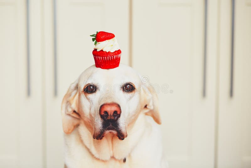 Cute dog with cupcake stock photo. Image of home, dessert - 93223974