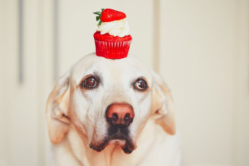 Cute dog with cupcake stock photo. Image of home, dessert - 93223974