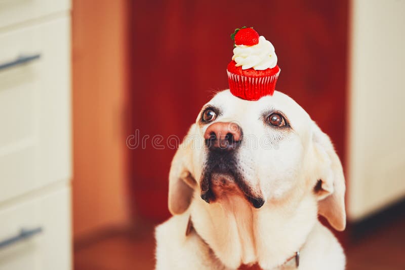 Cute dog with cupcake stock photo. Image of home, dessert - 93223974