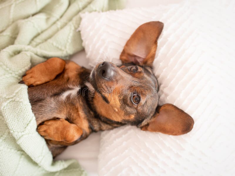 Cute Dog Dachshund Sleeps on His Back Under a Blanket on the Bed. Stock ...
