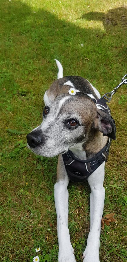 Cute Dog with Daisy stock photo. Image of cute, animal - 187851824