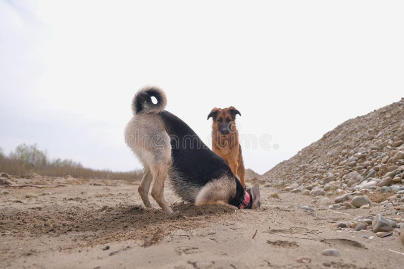 Dog digging a hole in sand stock photo. Image of breed - 376187698