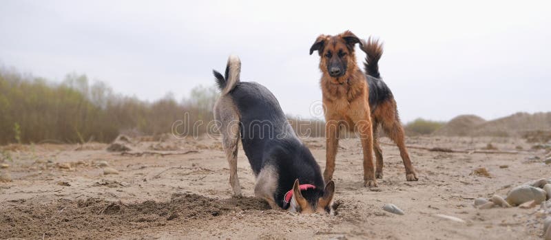 Dog digging a hole in sand stock image. Image of mammal - 376187733