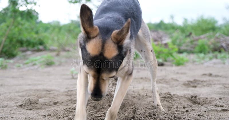 Cute Dog Digging Hole in Sand, Walking Outdoors Stock Footage - Video ...