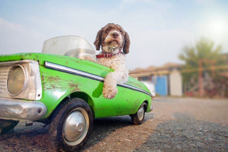 Cute Dog Driving Small Retro Car Stock Image - Image of enjoy, driving ...