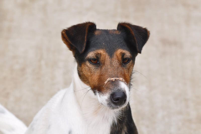 Dog with dust on muzzle stock image. Image of ears, brown - 112763783
