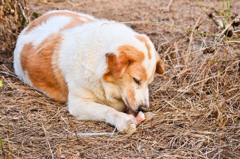 Cute dog eating bone stock photo. Image of animals, expression - 53106182