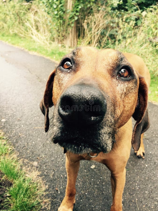 Cute cog stock image. Image of cute, beautiful, eyes - 95385689