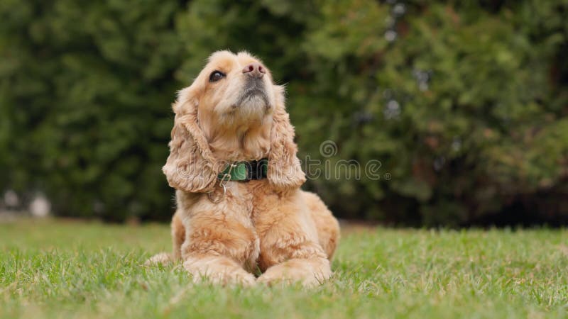 Cute Dog English Cocker Spaniel Lying on Green Grass Outdoors Stock ...