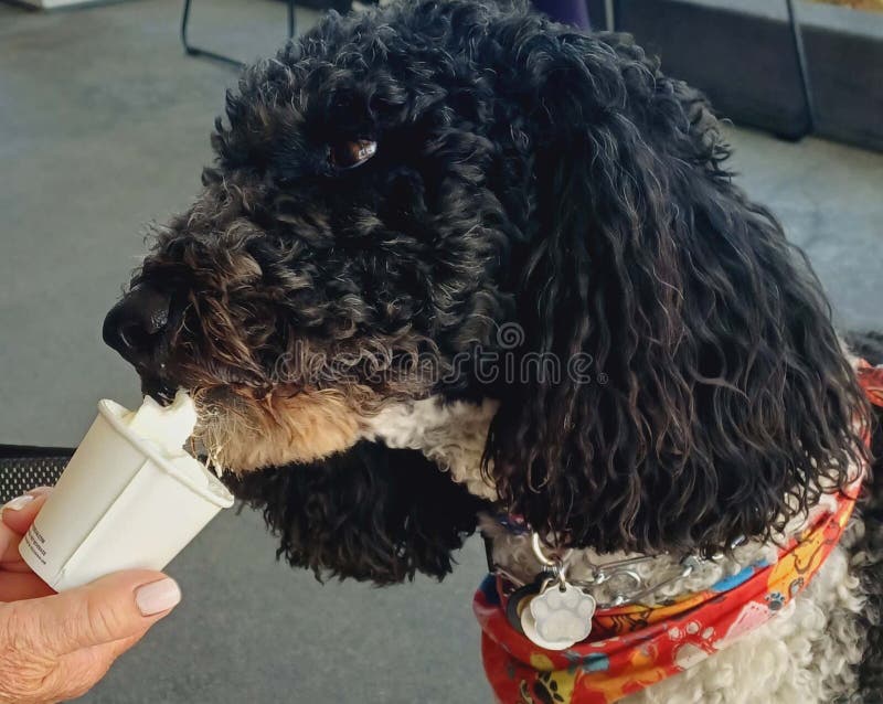 Cute Dog Enjoying a Pup Cup Stock Photo - Image of enjoying, cute ...