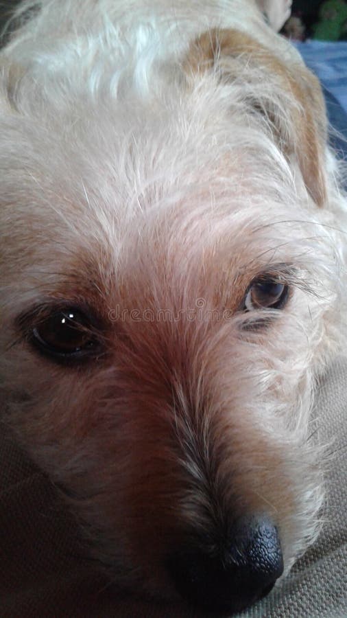 Dog face stock photo. Image of care, scruffy, kennel - 121153940