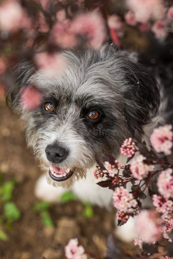 Cute Dog Sitting Under a Flower Tree Stock Image - Image of apricot ...