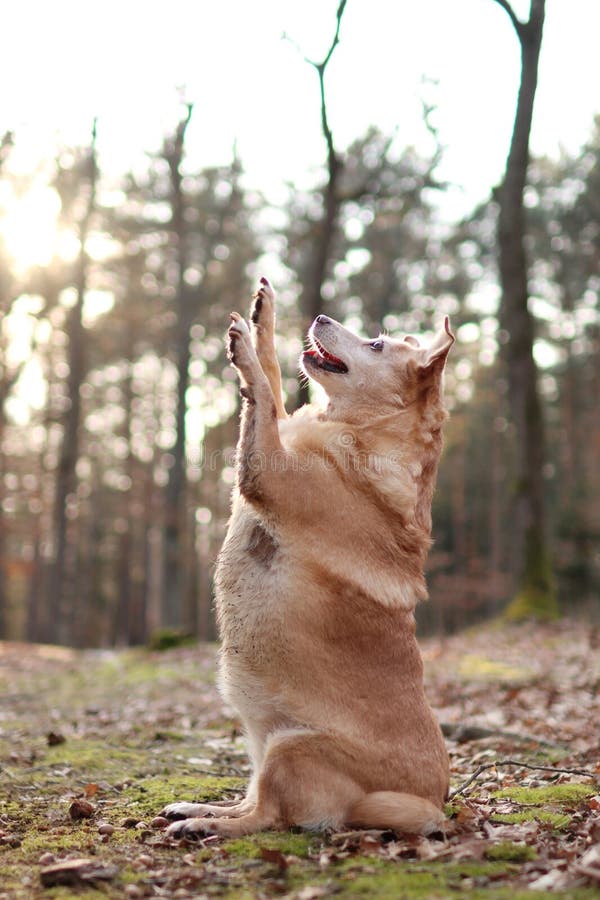 Cute Dog is in the Forest at Sunset Stock Photo - Image of adult ...