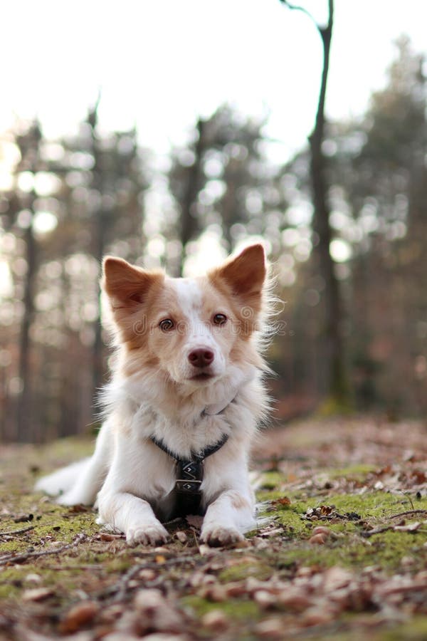 Cute Dog is in the Forest at Sunset Stock Image - Image of forest ...