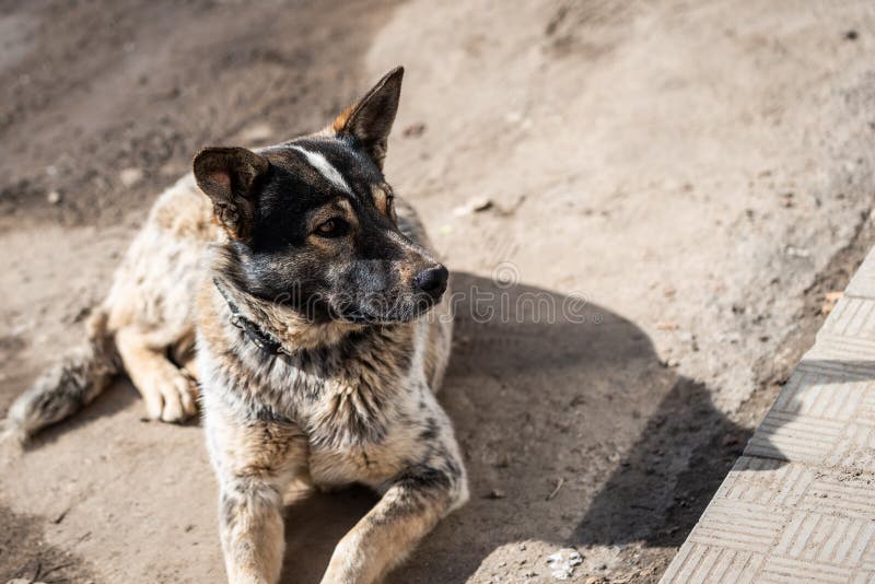 Cute Dog with a Gaze Lying on the Ground Stock Image - Image of love ...